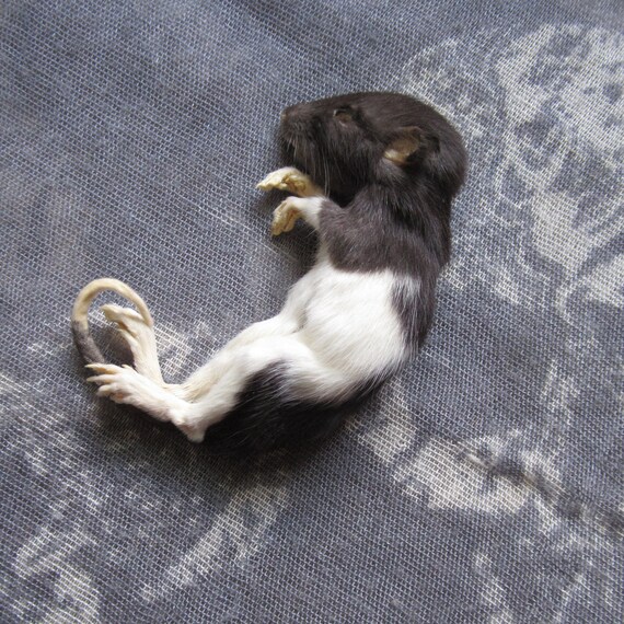 Mummified Sleeping Rat Pup Real Animal Mummy - Etsy