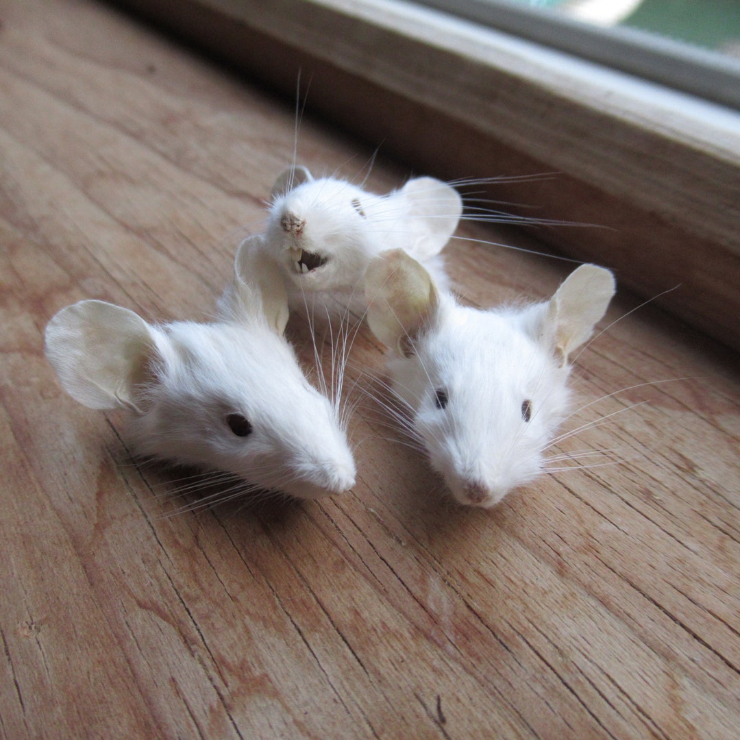 Mummified White Mouse Head, 1pc, Real Animal Mummy, Taxidermy Mouse - Etsy
