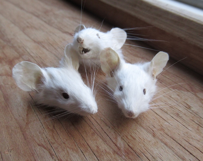 Mummified White Mouse Head, 1pc, Real Animal Mummy, Taxidermy Mouse - Etsy