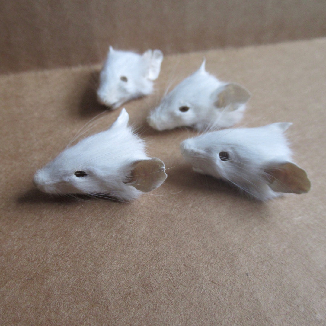 Mummified White Mouse Head 1pc Real Animal Mummy Taxidermy - Etsy