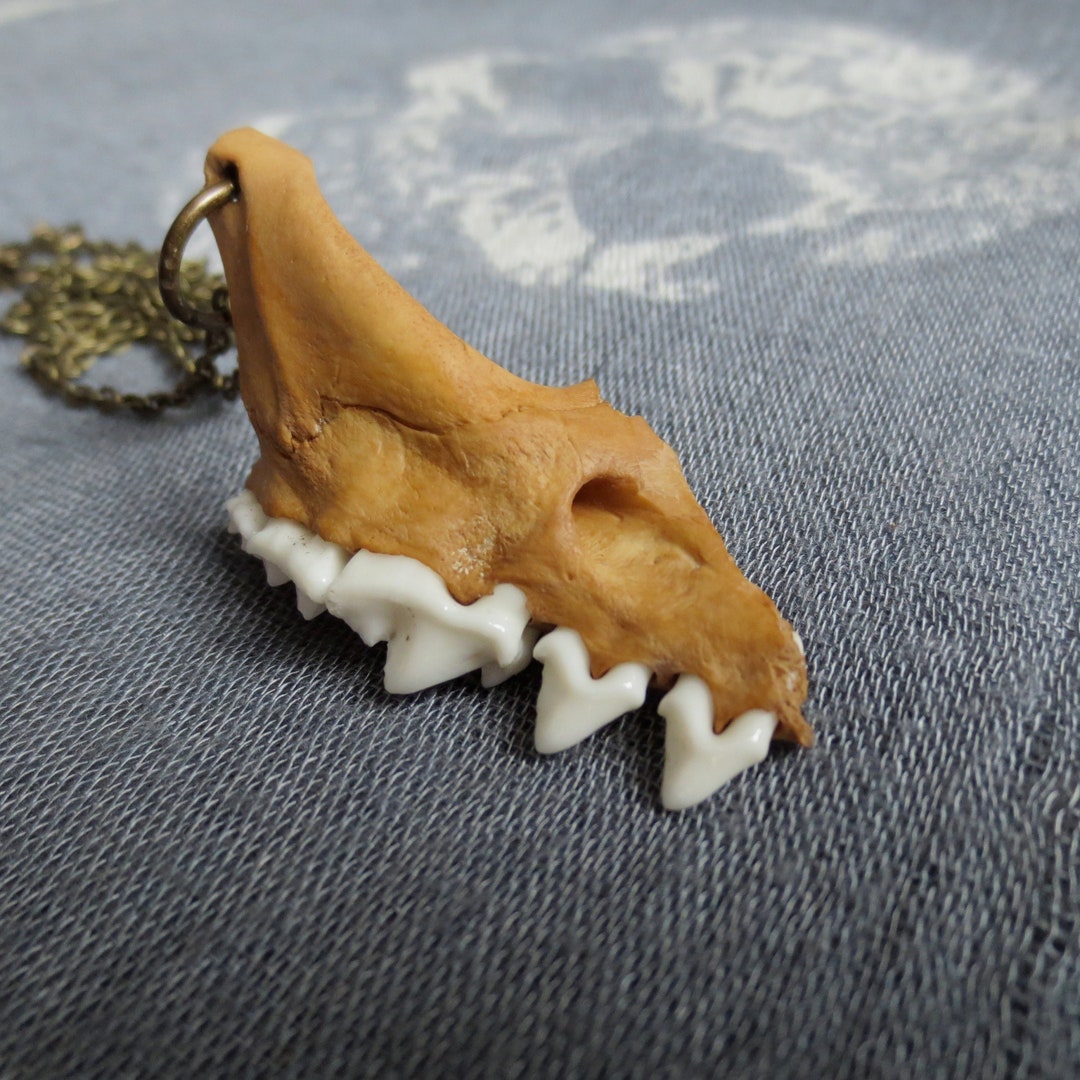 Fox Jaw Bone Necklace, Oddity, Jewelry, Real, Curiosity, Vulture ...