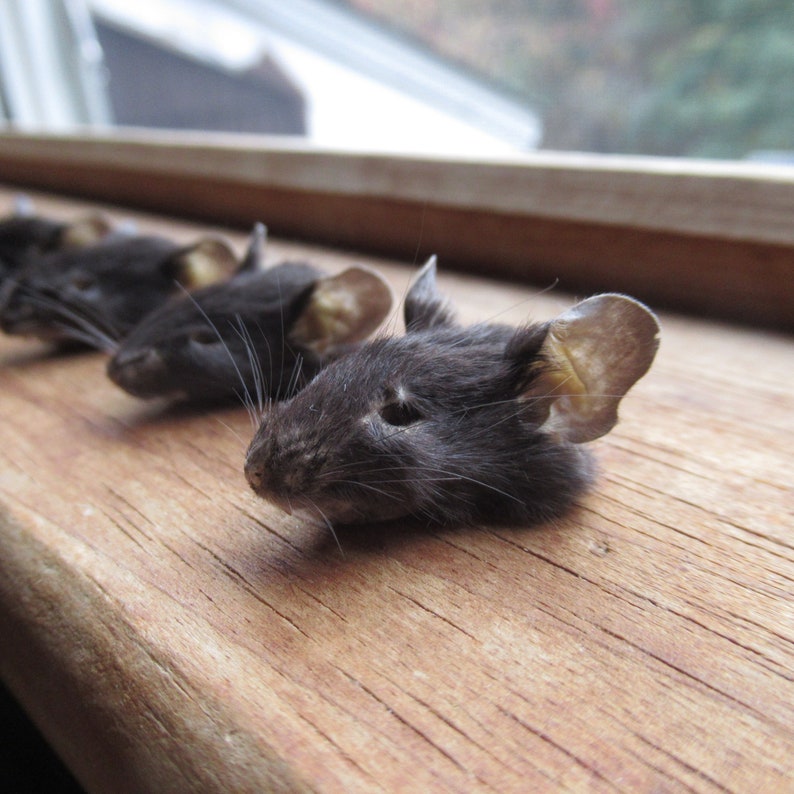 Mummified Black Mouse Head, 1pc, Taxidermy Mouse, Real Animal Mummy - Etsy