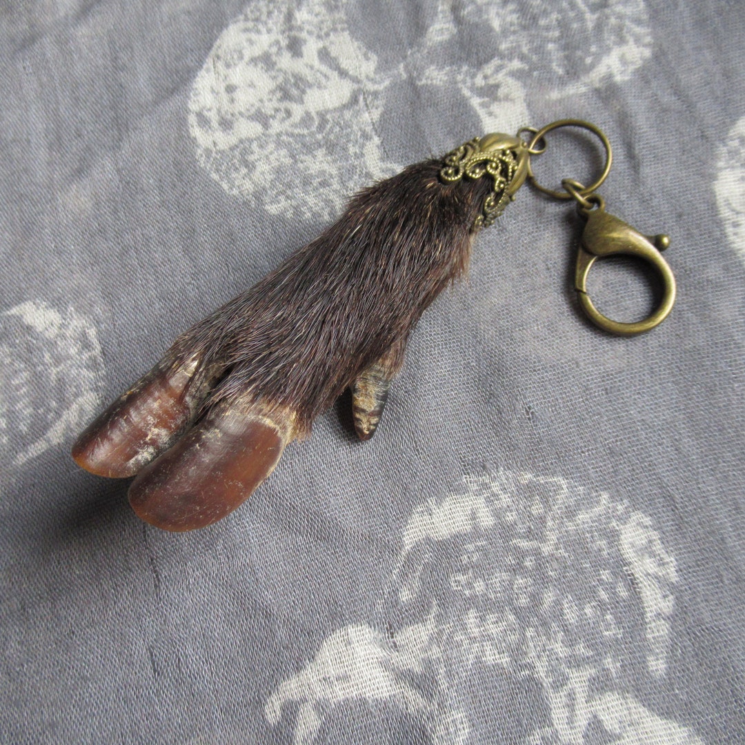Taxidermy Hog Hoof Bag Clip, Wild Hog Foot - Etsy