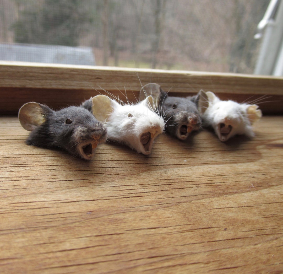 Screaming Mummified Mouse Head, 1pc Real Animal Mummy - Etsy