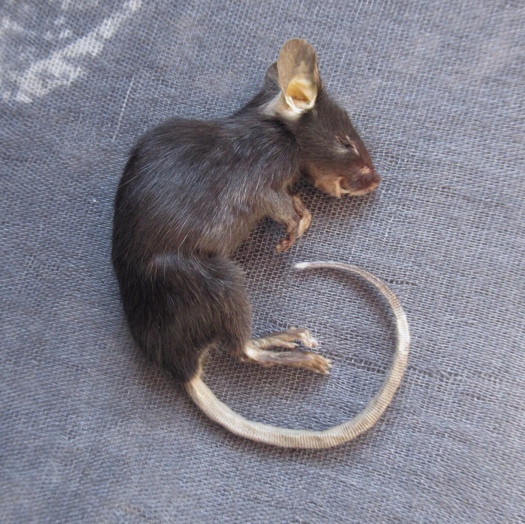 Mummified Mouse, Sleeping Black Mouse Taxidermy - Etsy