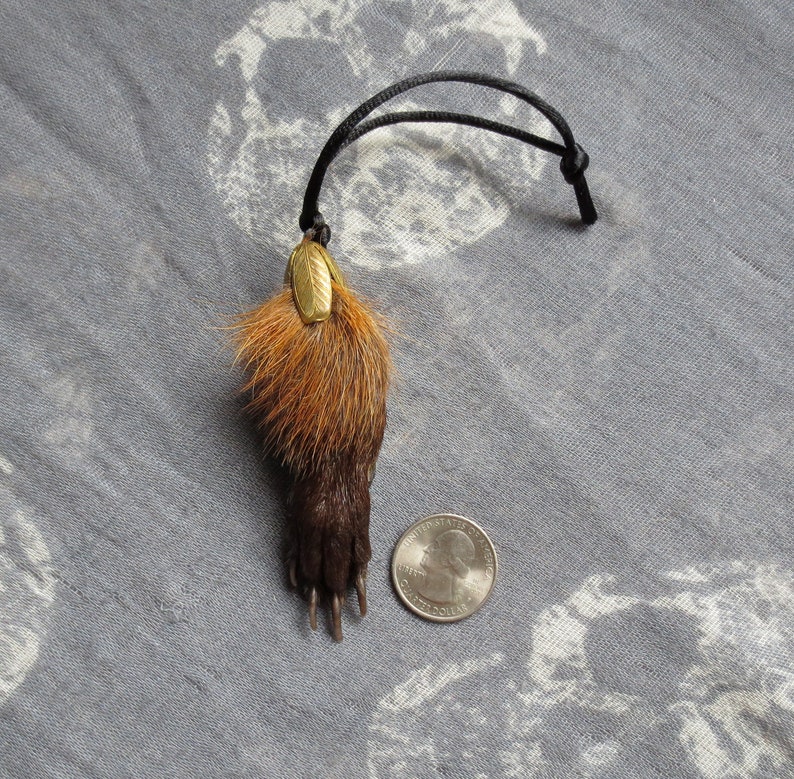 Real monkey paw - rytearchitects