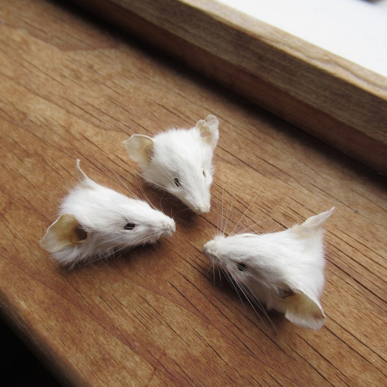 Mummified White Mouse Head 1pc Real Animal Mummy Taxidermy - Etsy