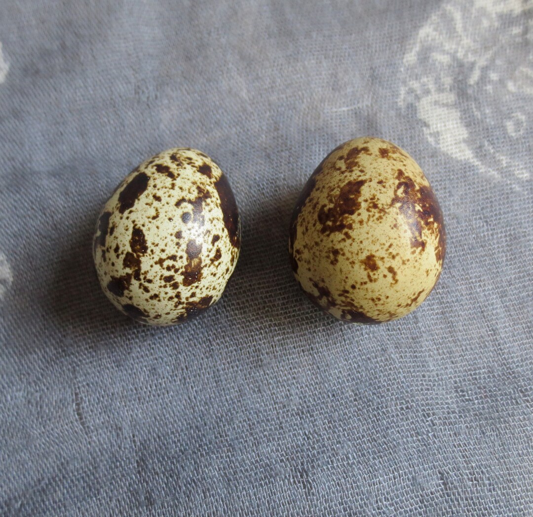 2x Quail Egg Specimens, Pair of Natural Blown Eggs - Etsy