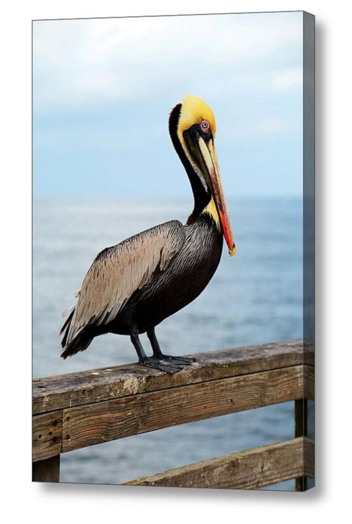 Pelican Photograph Pelican Print Bird Photograph Pelican - Etsy
