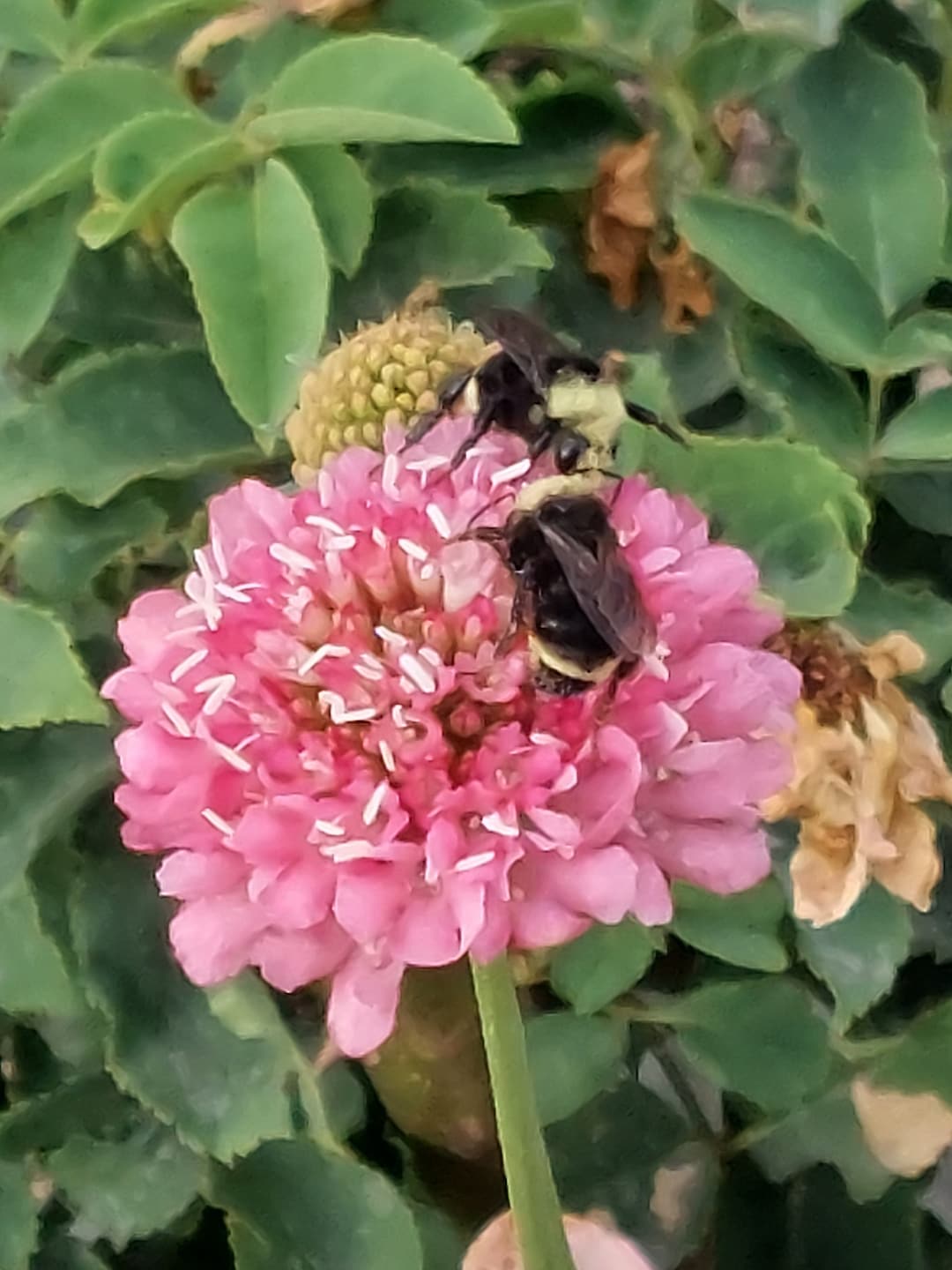 25 Salmon Rose Scabiosa Seed Pincushion Flower Filler Flower - Etsy