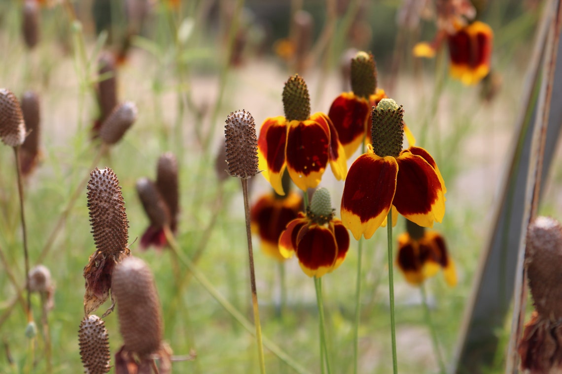 Mexican Hat Flower Seeds, Ratibida Seeds, Easy Growing Wildflower ...