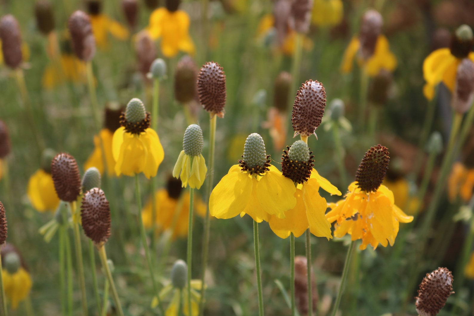 Mexican Hat Flower Seeds, Ratibida Seeds, Easy Growing Wildflower ...