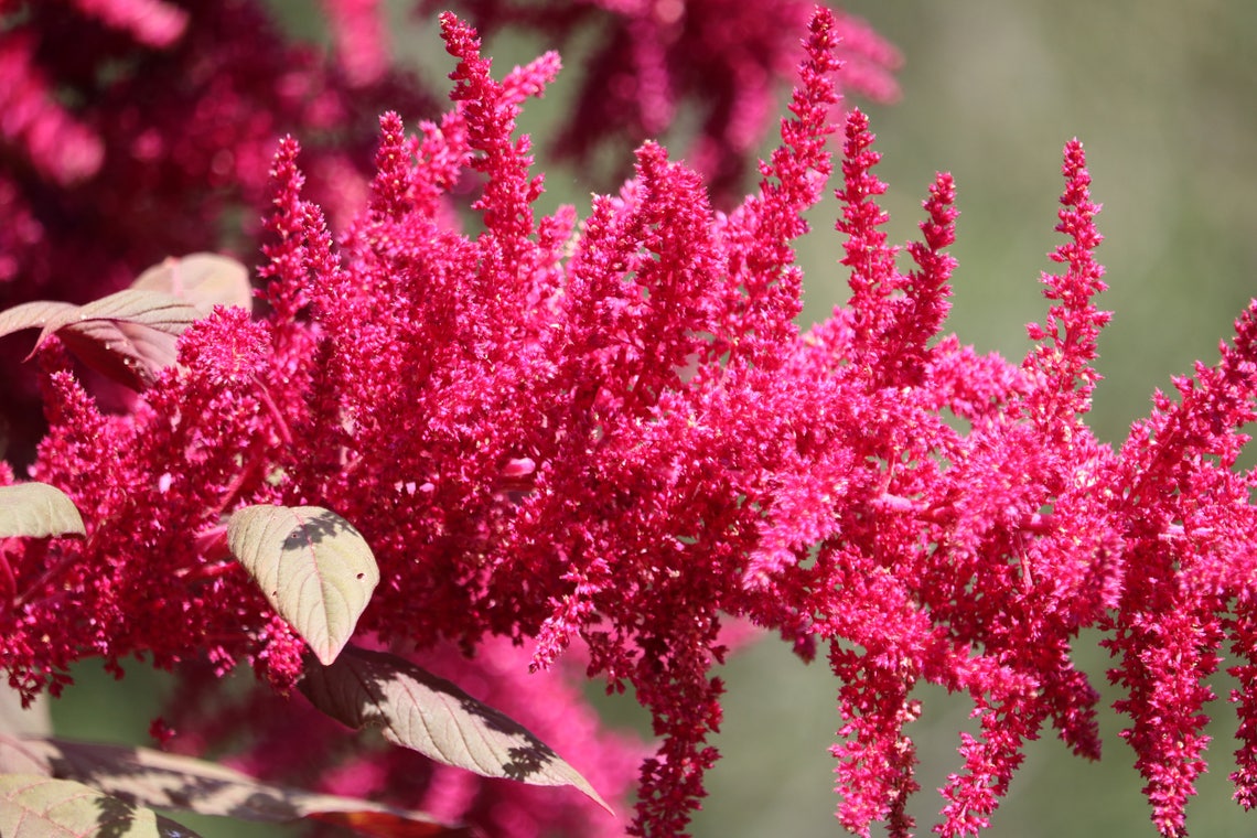 Burgundy Amaranth Flower Seeds Annual Flower Tassel Flower | Etsy