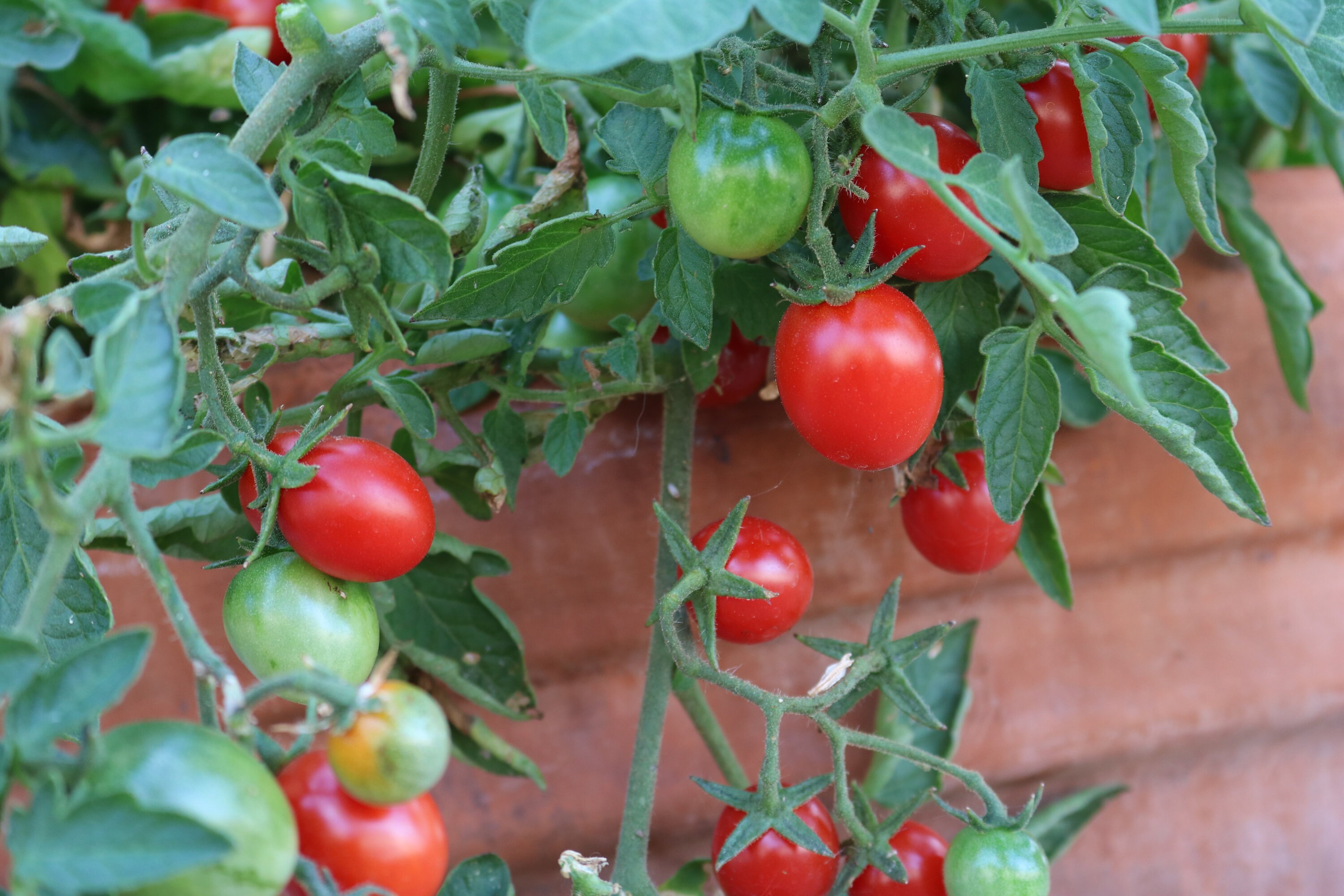 Red Oval Cherry Tomato Seeds for Growing in Pots Container | Etsy