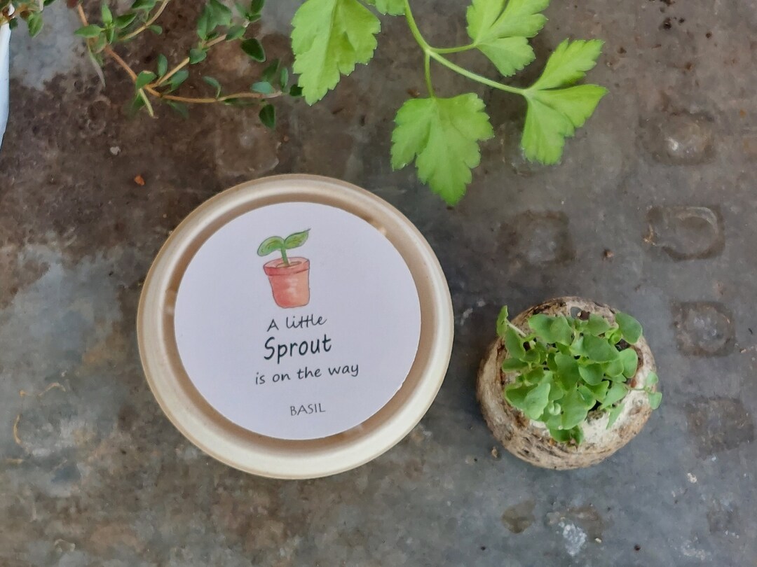 A Little Sprout Garden Kit, Herb Party Favor, Baby Shower Party Favor ...