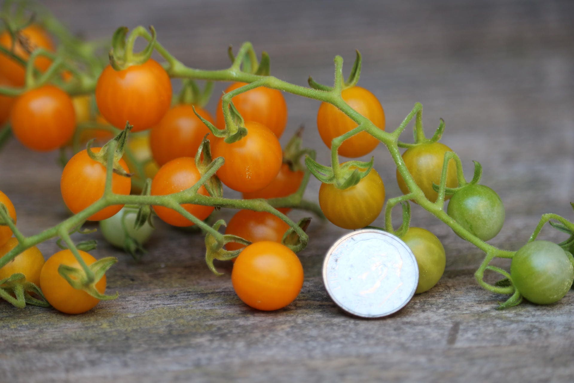 Yellow Currant Tomato Seeds Tiny Heirloom Tomato seeds | Etsy