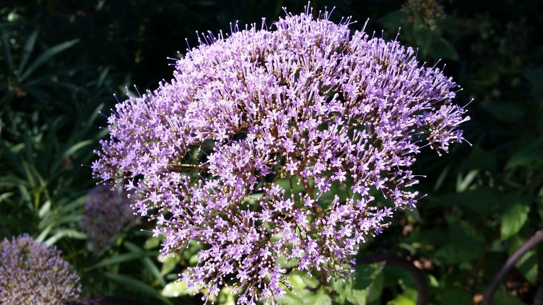 Purple Trachelium Flower Seeds, Perennial Plant, Fabulous Cut Flower ...