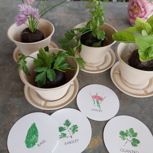 Herb Wedding Favors, Set of 4 Herb Kits, Garden Party Favor, Annual ...