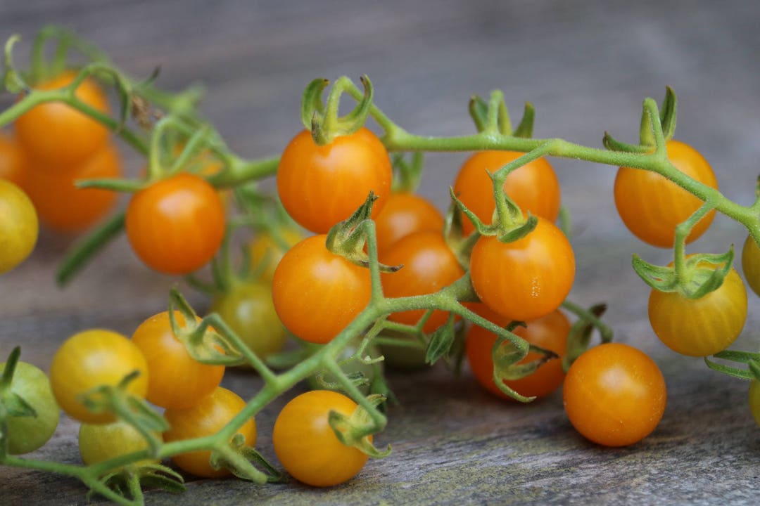 Yellow Currant Tomato Seeds Tiny Heirloom Tomato Seeds - Etsy