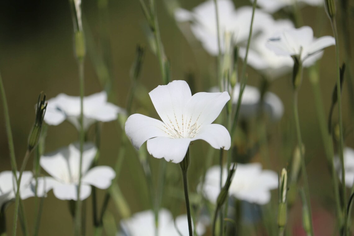 White Corncockle Flower Seeds, White Agrostemma Seeds, Annual Flower ...