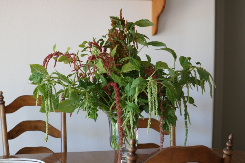 100 Trailing Emerald Green Amaranth Flower Seeds Tassel | Etsy