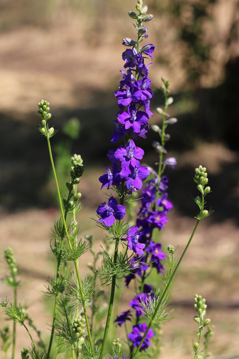 Purple Larkspur annual flower seeds dried flower seeds cut | Etsy