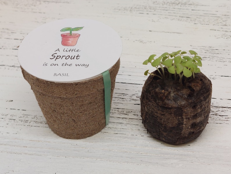 A Little Sprout Garden Kit Herb Party Favor Baby Shower - Etsy