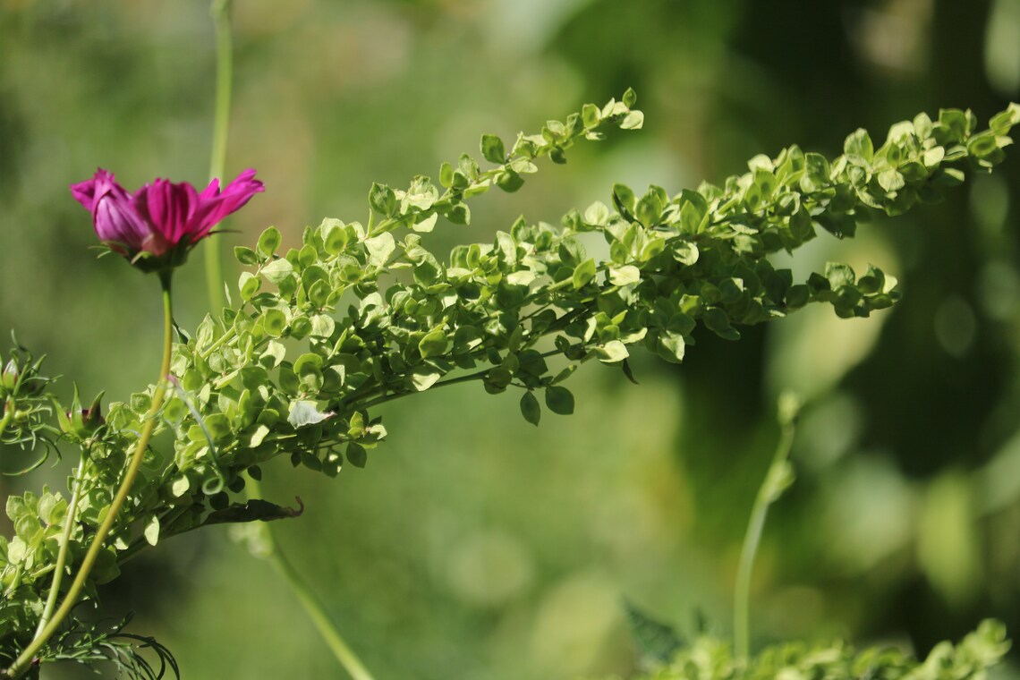100 Orach Seeds Atriplex Hortenses Bouquet Filler for Cut | Etsy