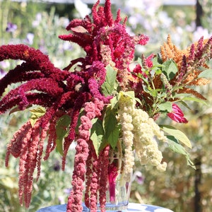 Burgundy Amaranth Flower Seeds, Annual Flower, Tassel Flower, Floral ...