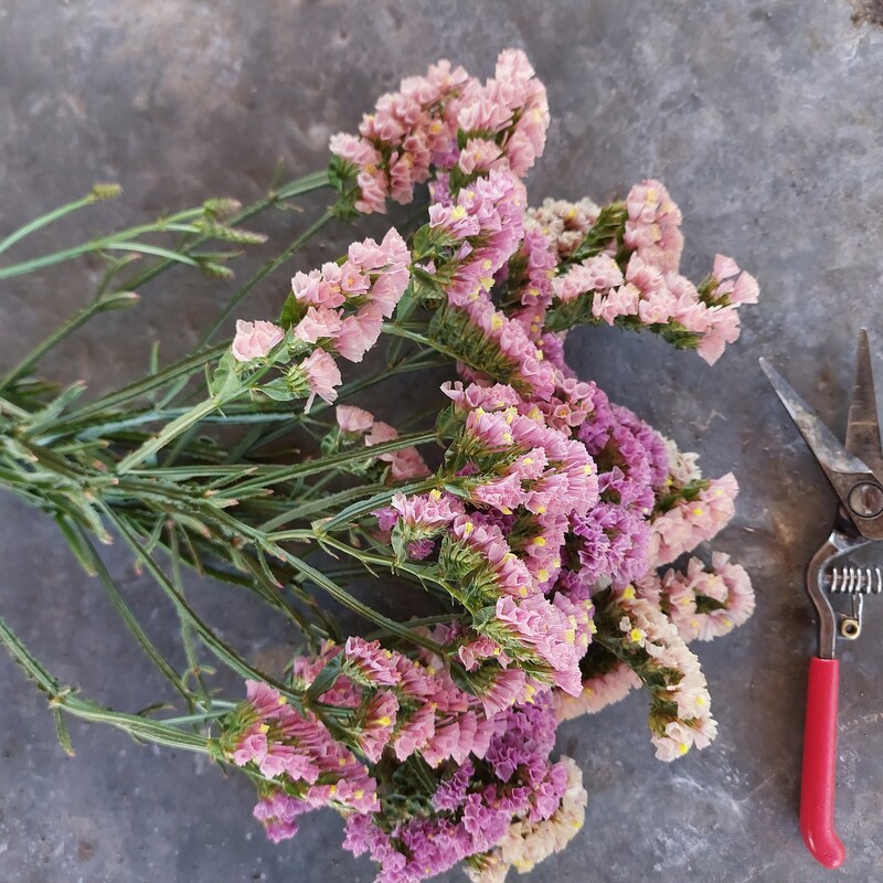Statice Flowers - Etsy
