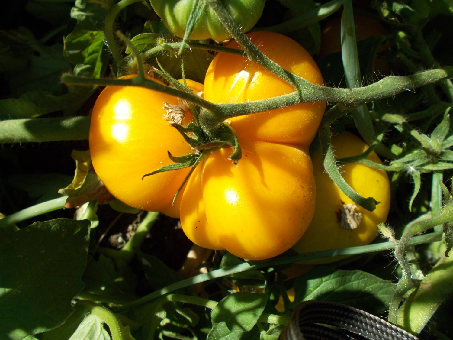 Big Yellow Zebra Tomato Seeds Heirloom Tomato Organic Seeds - Etsy