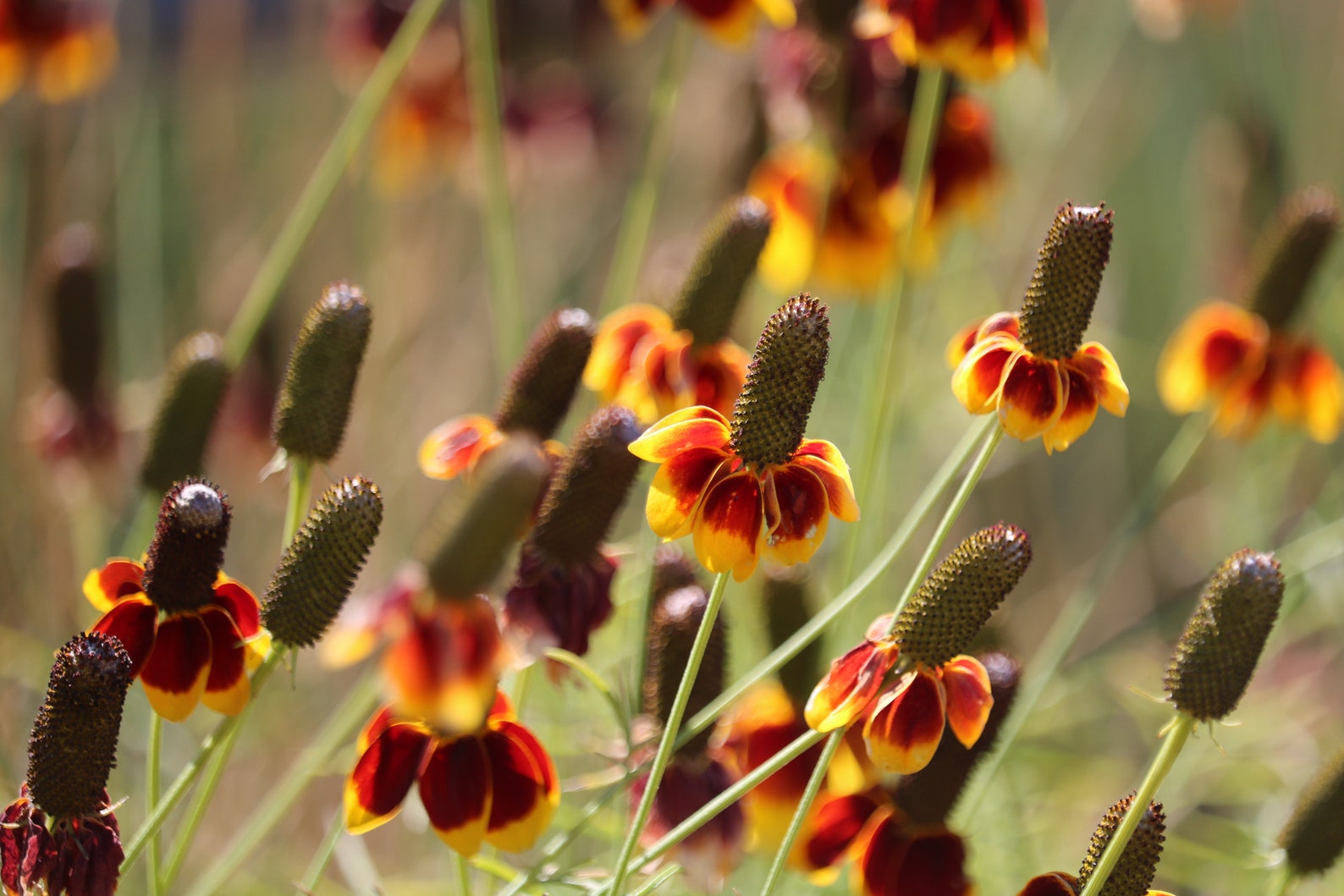 Mexican Hat Flower Seeds, Ratibida Seeds, Easy Growing Wildflower ...