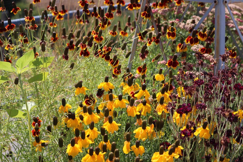 Mexican Hat Flower Seeds, Ratibida Seeds, Easy Growing Wildflower ...