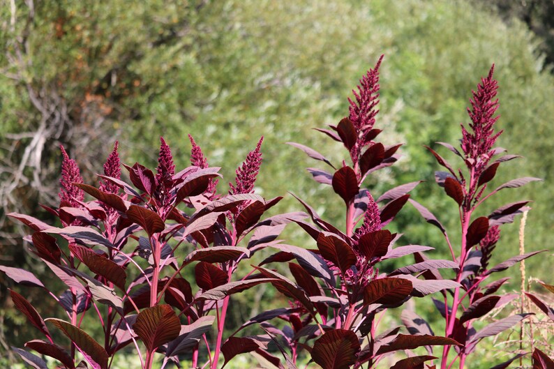 Burgundy Amaranth Flower Seeds Annual Flower Tassel Flower | Etsy