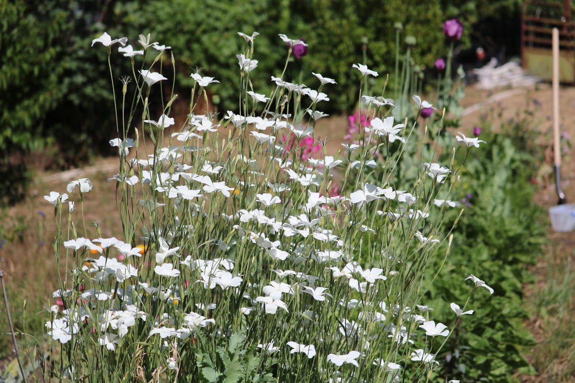 White Corncockle Flower Seeds, White Agrostemma Seeds, Annual Flower ...