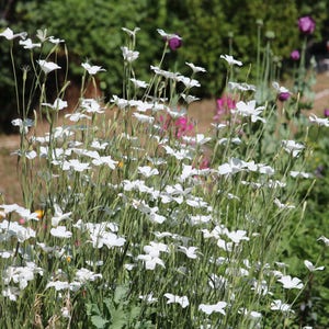 White Corncockle Flower Seeds, White Agrostemma Seeds, Annual Flower ...