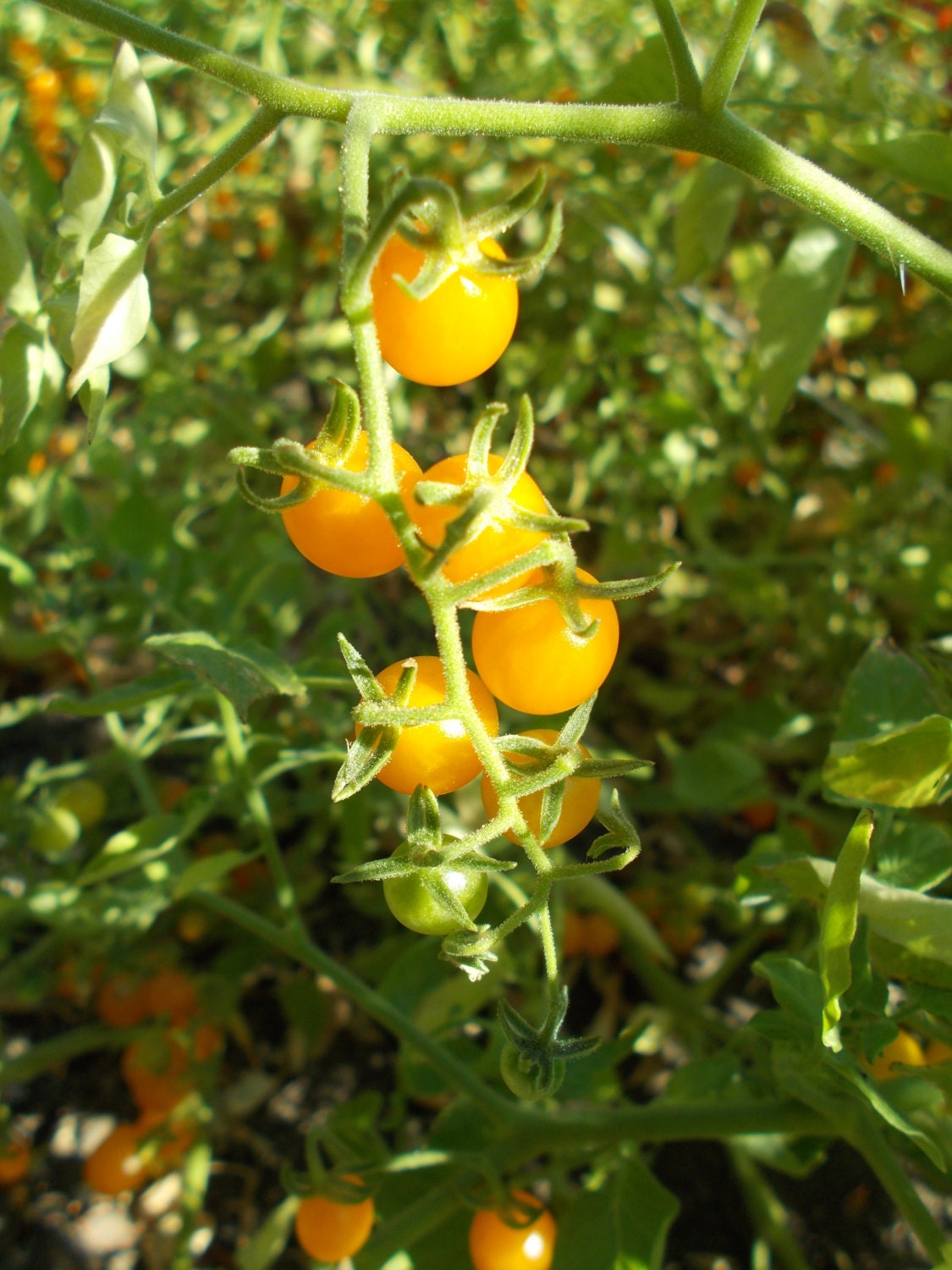 Yellow Currant Tomato Seeds Tiny Heirloom Tomato Seeds - Etsy