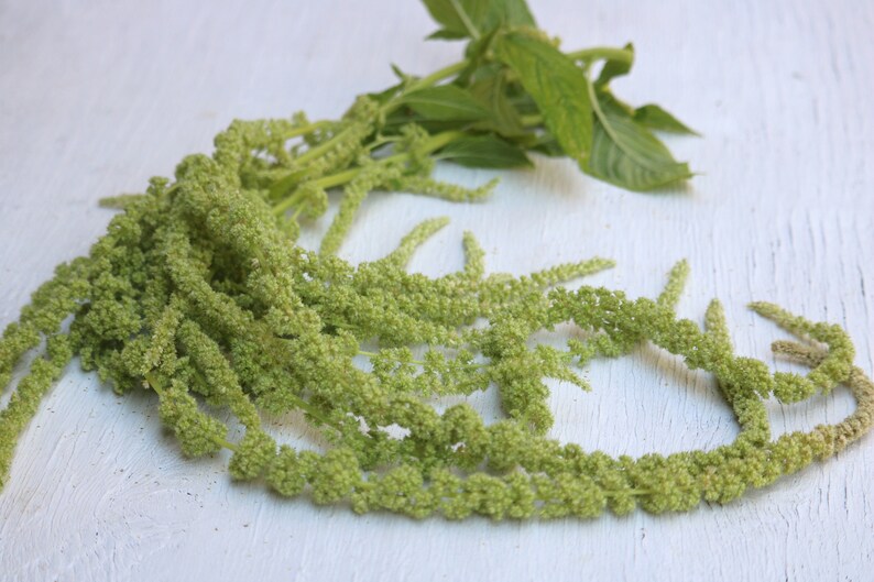100 Trailing Emerald Green Amaranth Flower Seeds Tassel | Etsy