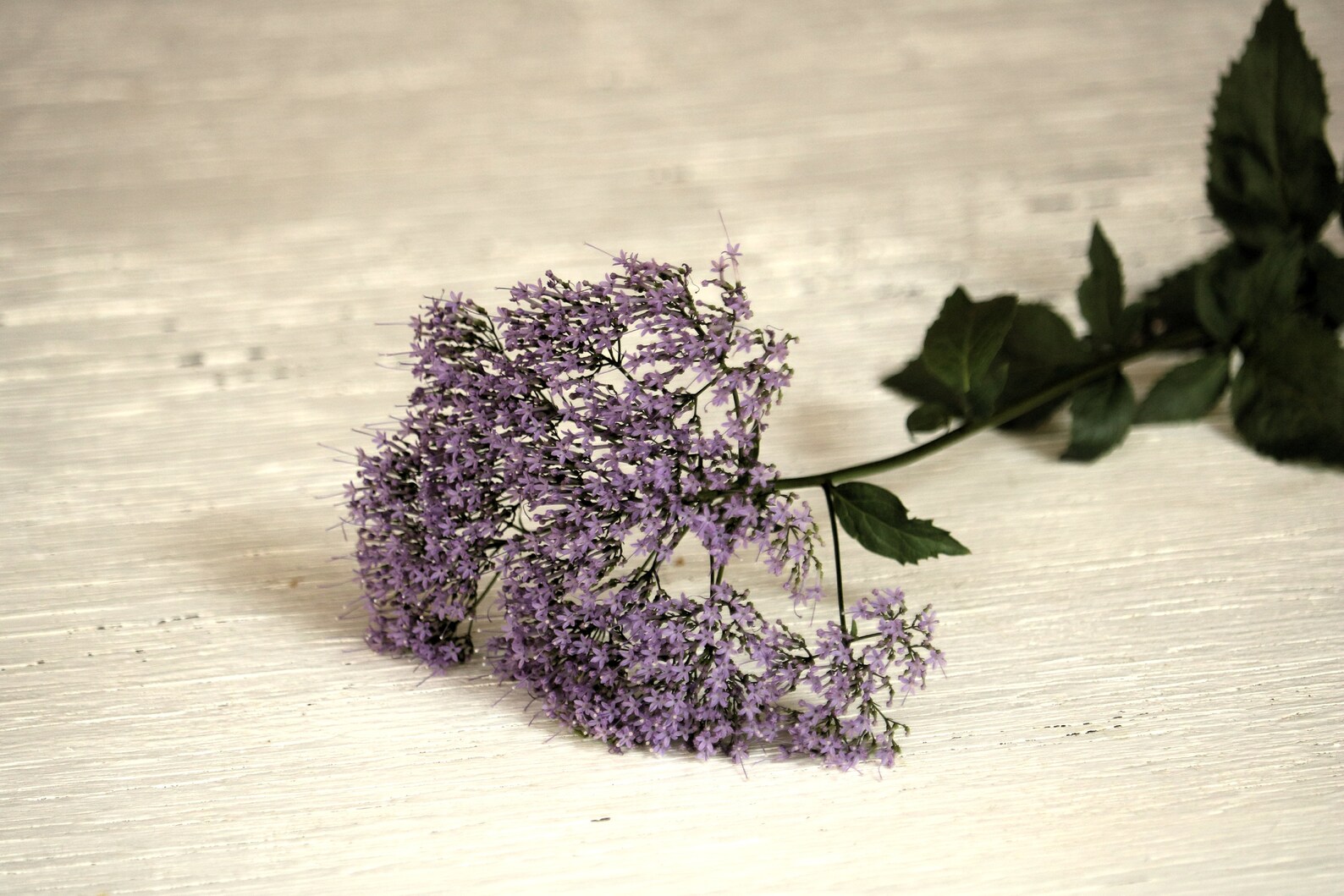 Purple Trachelium Flower Seeds, Perennial Plant, Fabulous Cut Flower ...