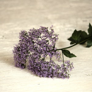 Purple Trachelium Flower Seeds, Perennial Plant, Fabulous Cut Flower ...