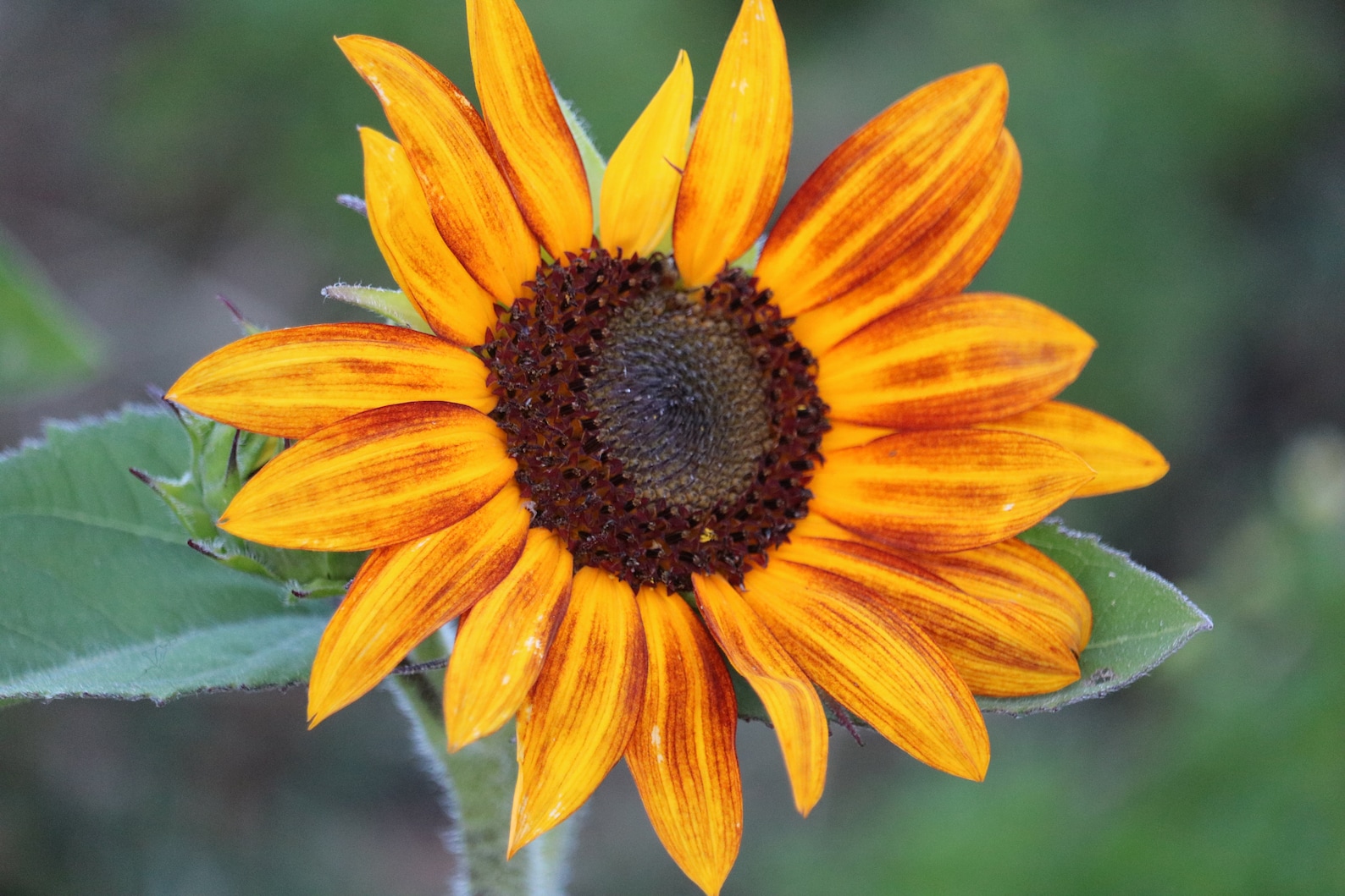 25 Elves Blend Sunflower Seeds Dwarf Cut Flower Sunflower - Etsy