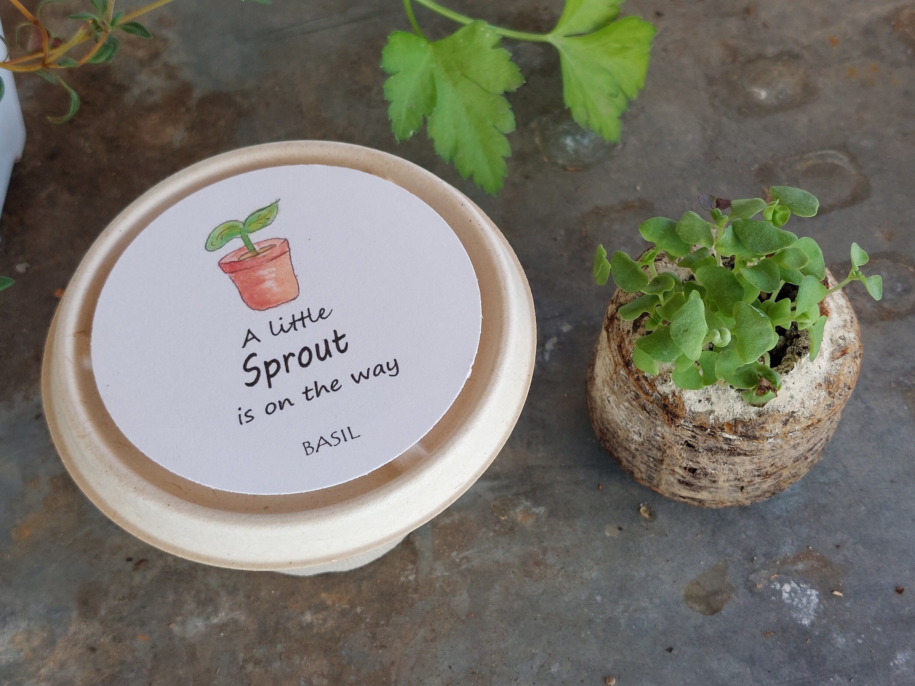 A Little Sprout Garden Kit, Herb Party Favor, Baby Shower Party Favor ...