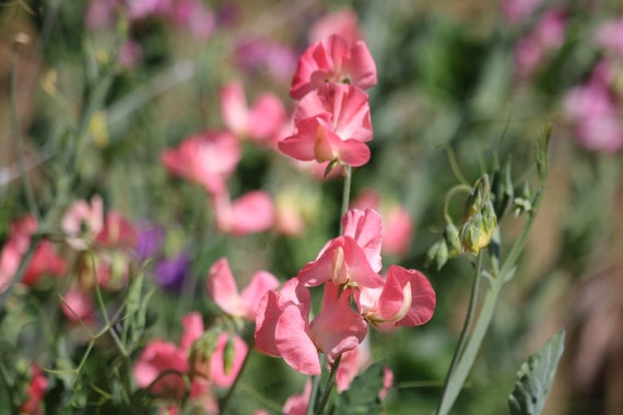 25 Princess Elizabeth Sweet Pea Seed Spencer Sweet Pea Hardy | Etsy