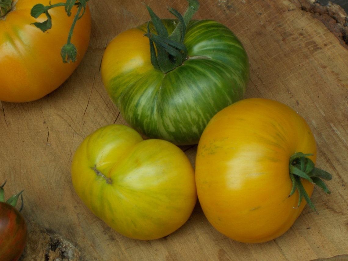 Big Yellow Zebra Tomato Seeds Heirloom Tomato Organic Seeds - Etsy