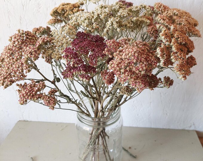 1 Bunch Dried Sweet Annie - 10 Stems, Sweet Wormwood, Artemisia Dried ...
