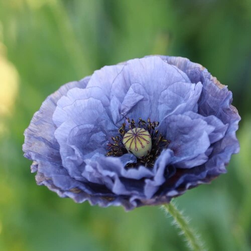 Mother Of Pearl Papaver Flower Seeds Rhoeas Annual 50 Etsy