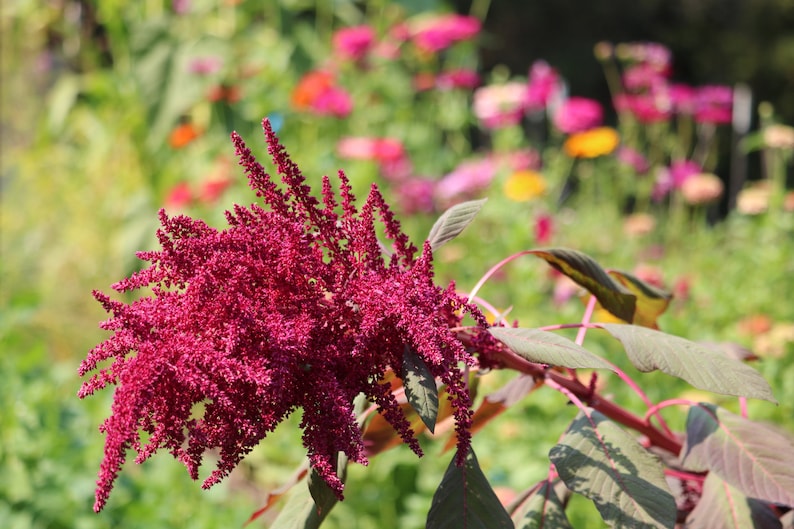 Burgundy Amaranth Flower Seeds Annual Flower Tassel Flower | Etsy