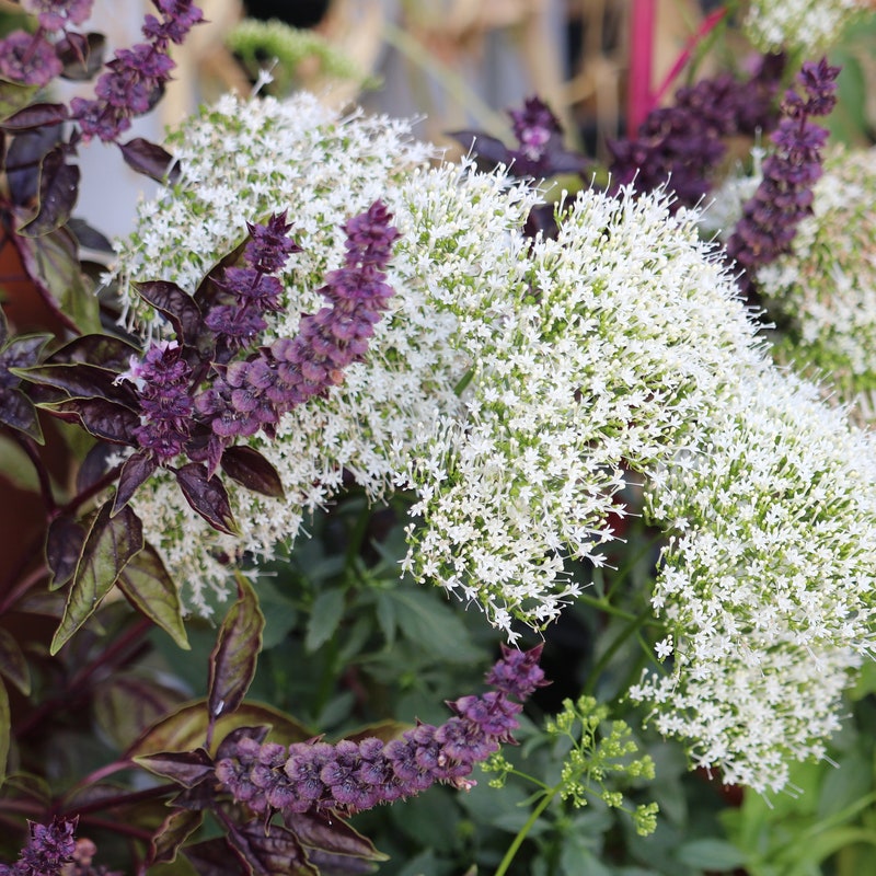 Filler Flowers - Etsy