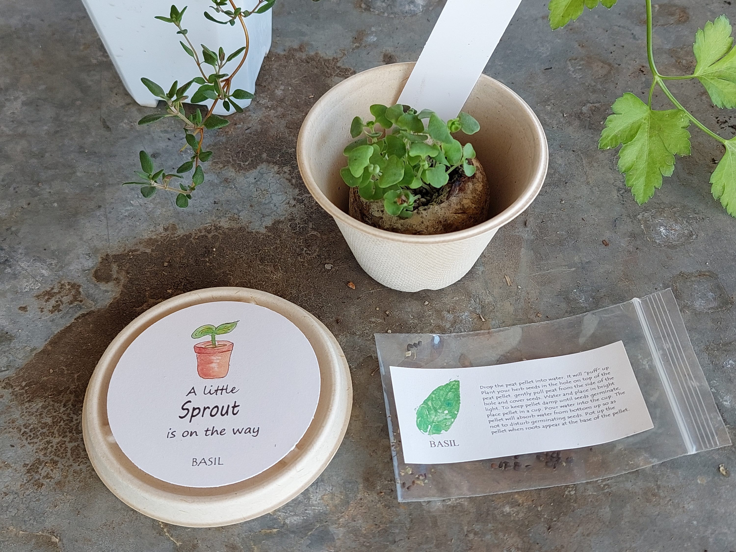 A Little Sprout Garden Kit, Herb Party Favor, Baby Shower Party Favor ...