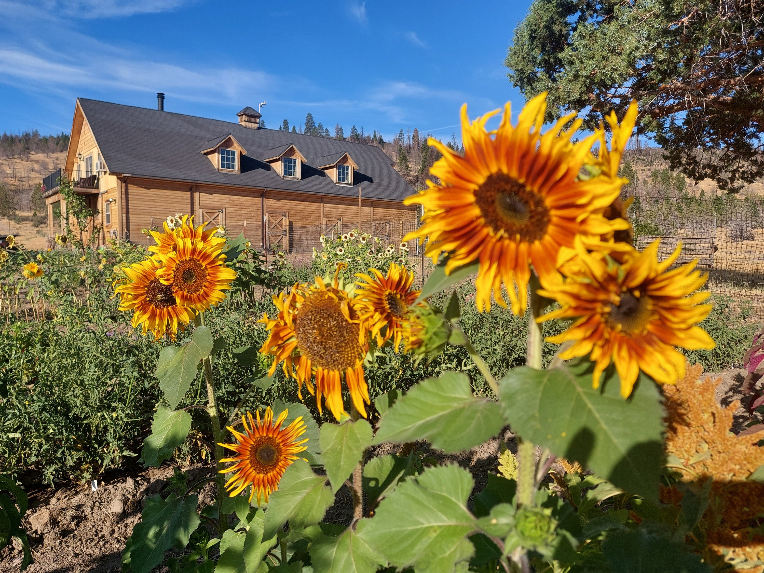 The Joker Sunflower